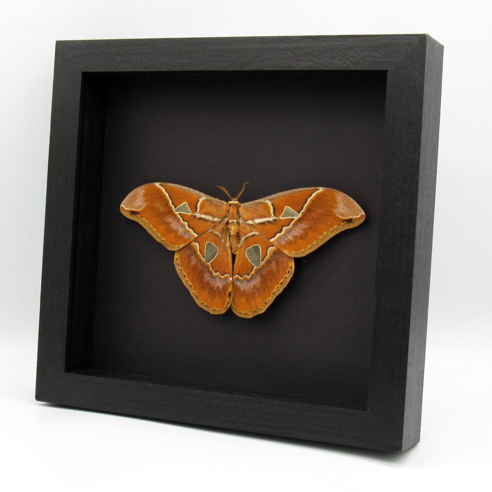Real Large Saturn Moth Framed Taxidermy - Rothschildia Hesperus ...
