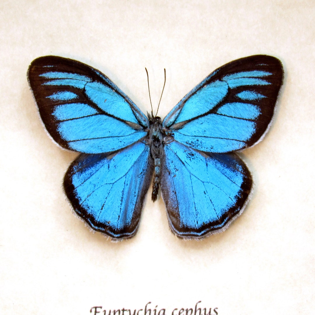 Framed Metallic Blue Taxidermy Butterfly Euptychia Cephus - Etsy