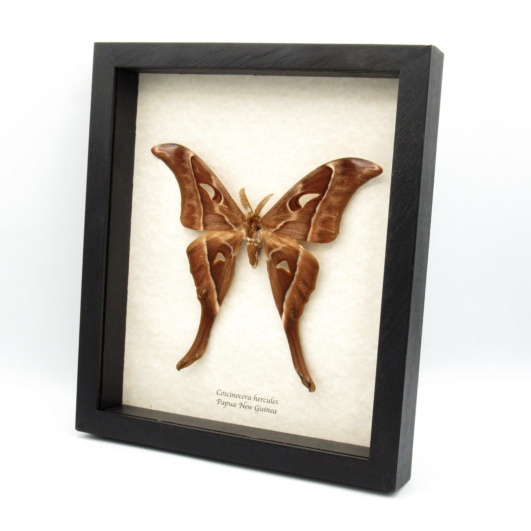 Rare Giant Hercules Atlas Moth Framed Taxidermy - Coscinocera Hercules ...