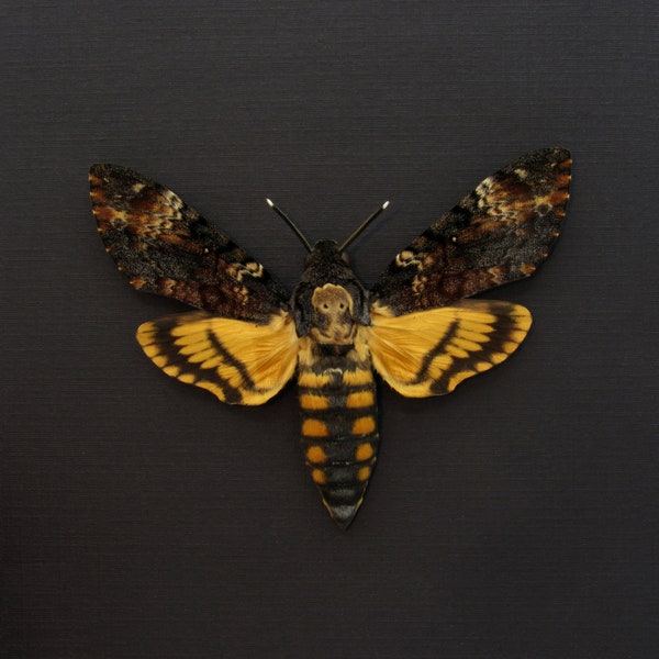 Death Head Moth - Etsy