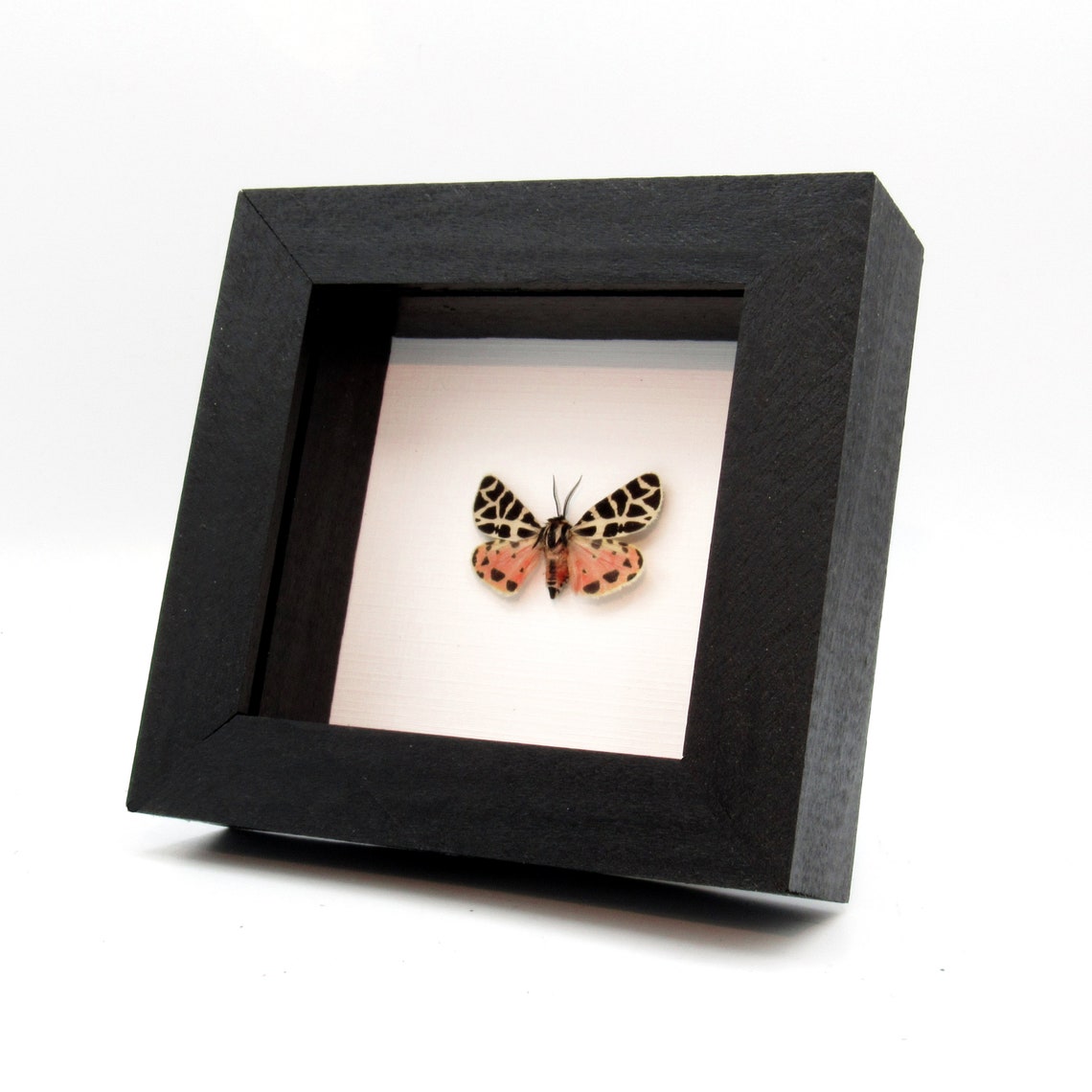 Rare Pink Tiger Moth Framed Taxidermy - Grammia Incorrupta - Etsy