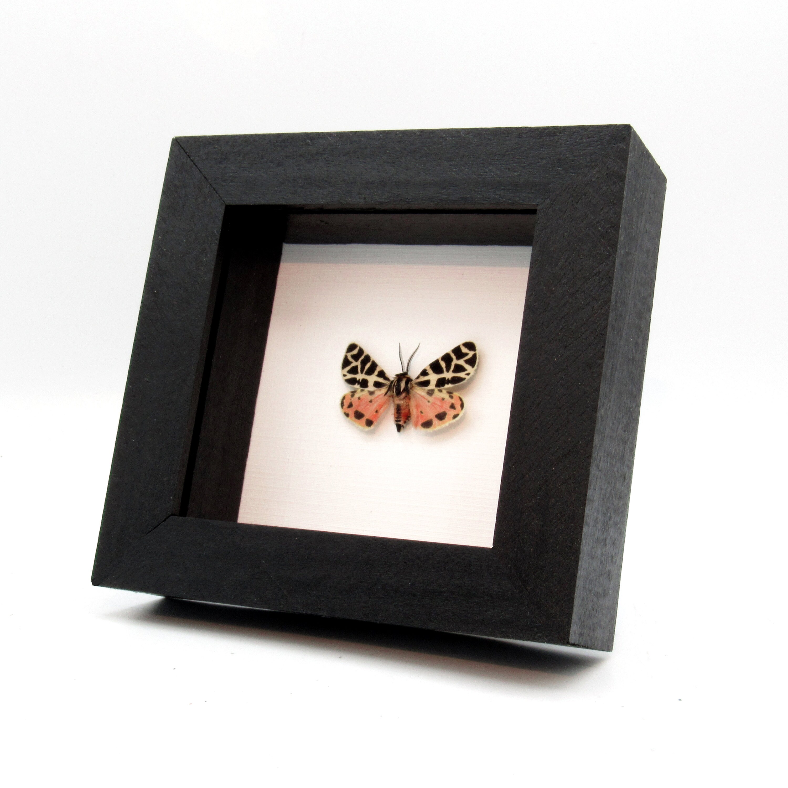 Rare Pink Tiger Moth Framed Taxidermy - Grammia Incorrupta - Etsy UK