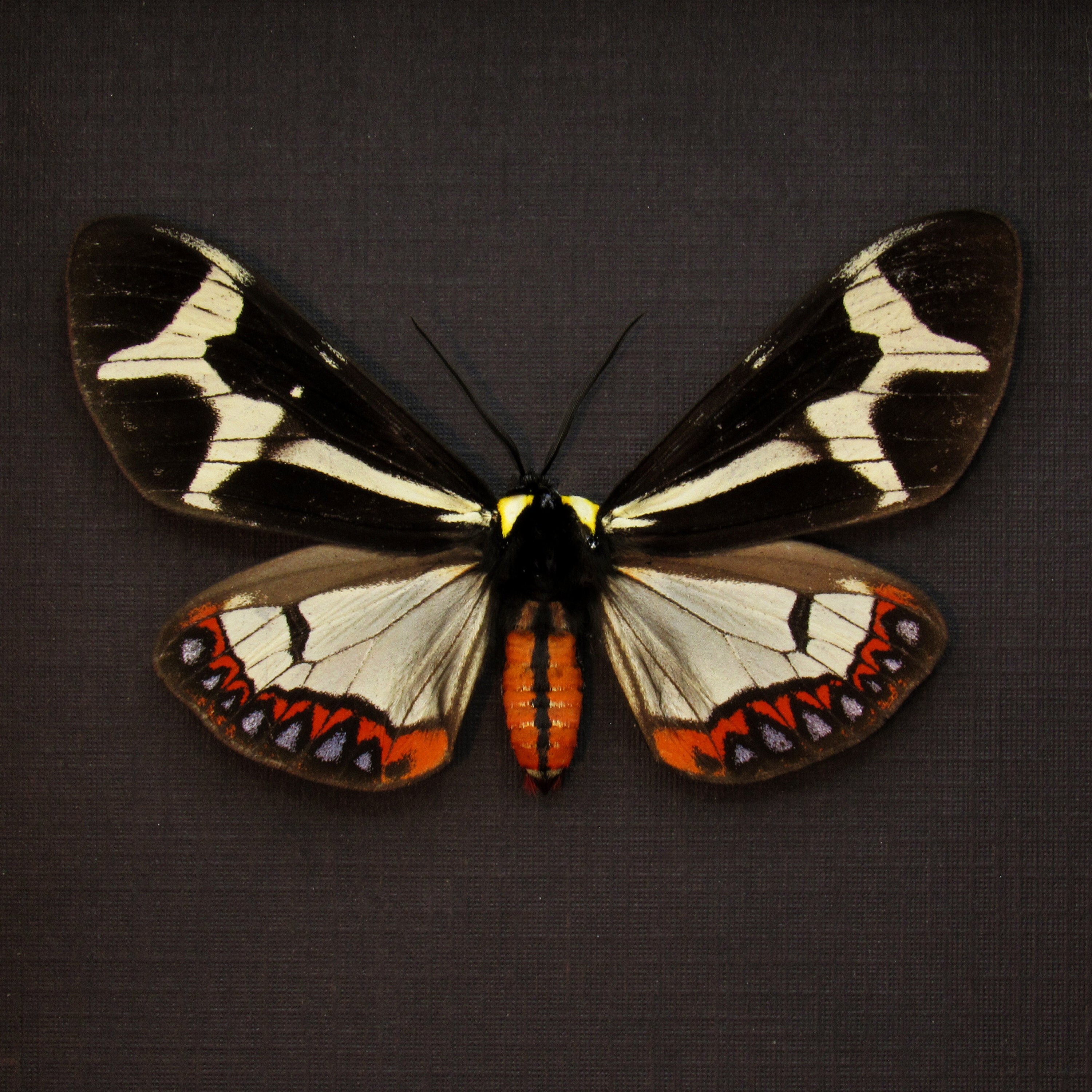 Real Northern Giant Flag Moth Framed Taxidermy Dysschema - Etsy