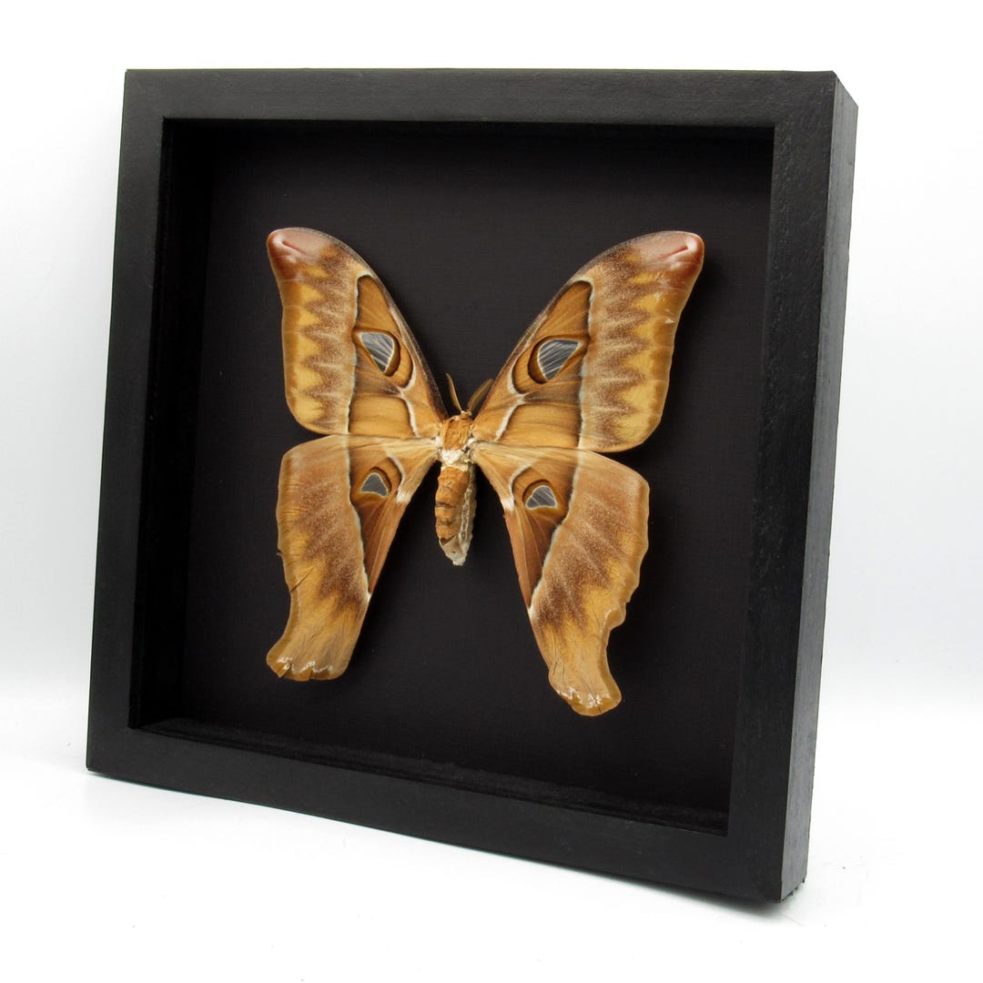 Rare Giant Hercules Atlas Moth Framed Taxidermy Coscinocera Hercules ...