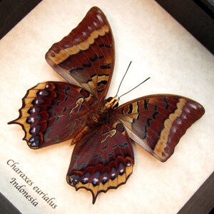 Real Framed Taxidermy Butterfly - Charaxes Eurialus - Etsy
