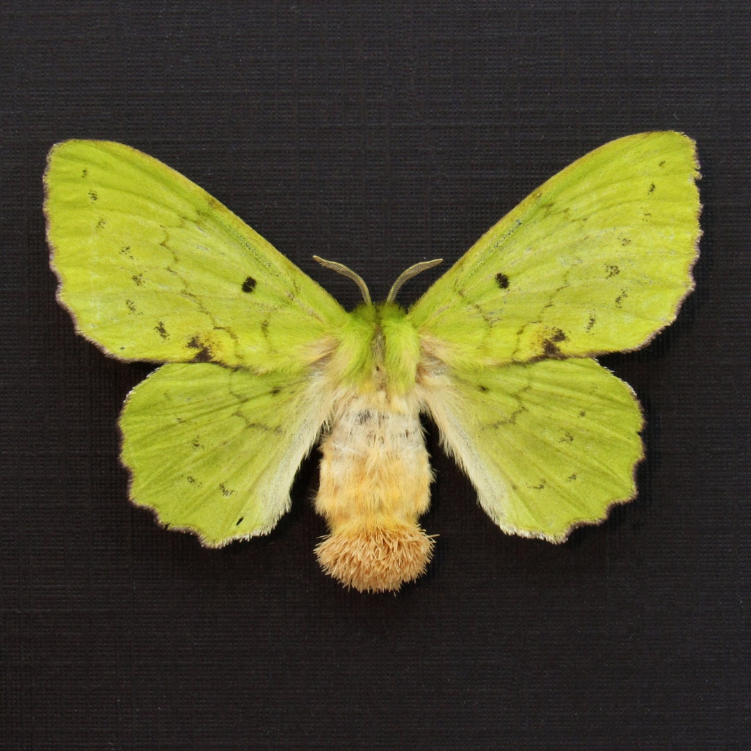 Real Lime Green Moth Framed Taxidermy Trabala Charon Female - Etsy