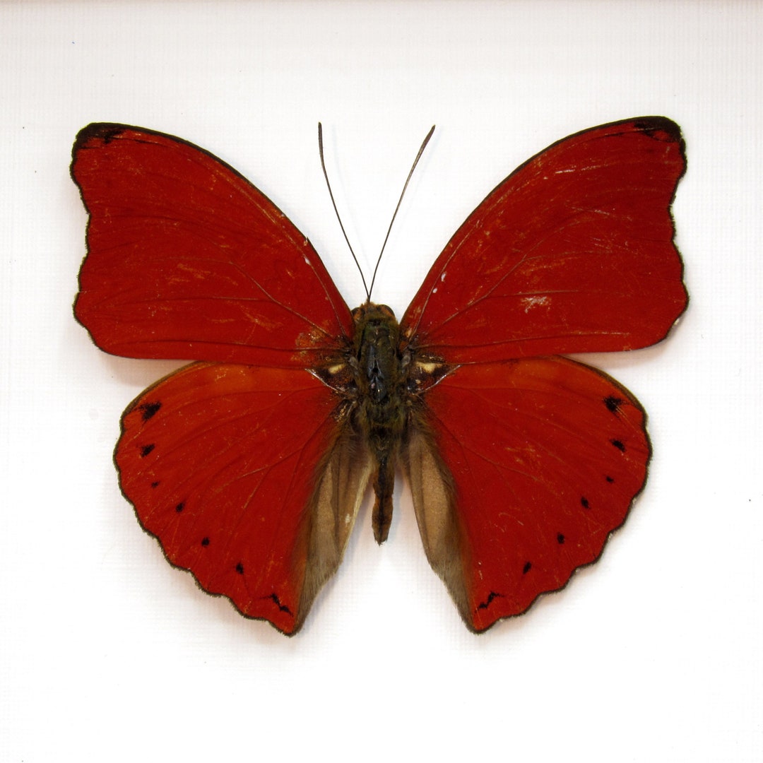 Real Red Glider Butterfly Framed Taxidermy Cymothoe Sangaris - Etsy