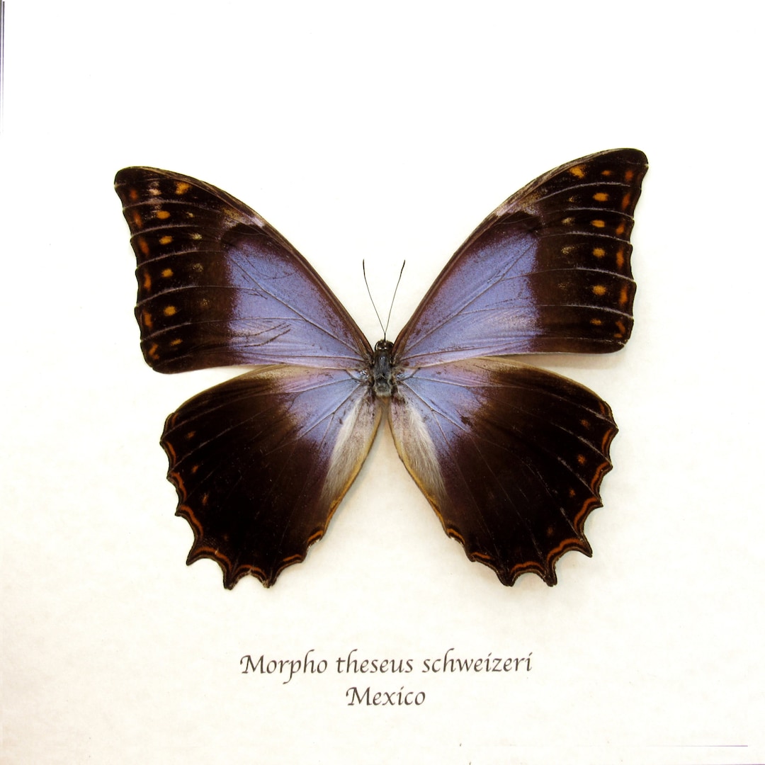 Rare Purple Morpho Butterfly Framed Taxidermy - Morpho Theseus ...