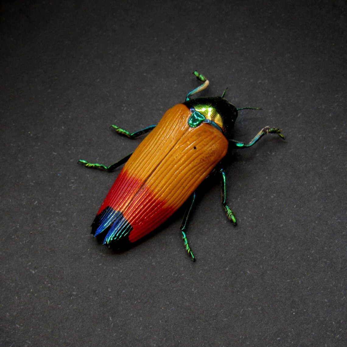 Real Rainbow Beetle Framed Taxidermy Metaxymorpha Apicalis - Etsy Hong Kong