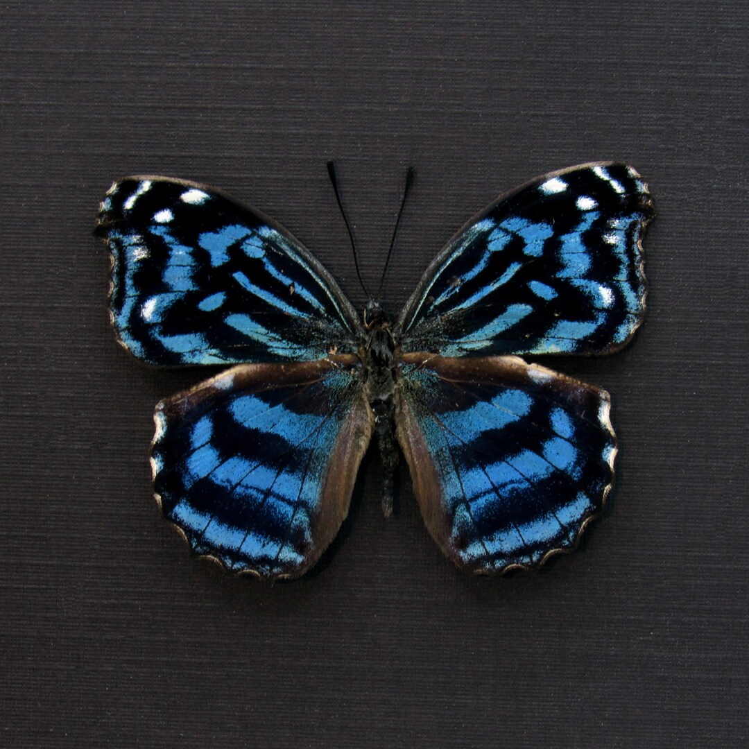 Real Blue Wing Butterfly Framed Taxidermy - Myscelia Ethusa - Etsy