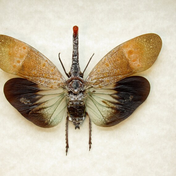 Echte Windlichtfliege gerahmt Taxidermie Pyrops pyrorhyncha - Etsy.de