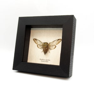 Real Super Dog-day Cicada Framed Taxidermy Neotibicen Superbus - Etsy