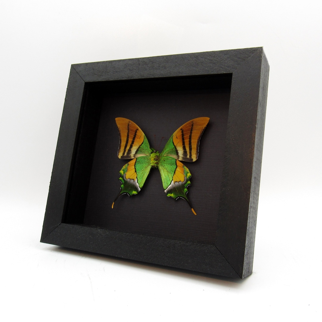 Real Rare Kaiser-i-hind Swallowtail Butterfly Framed Taxidermy - Etsy