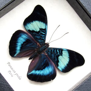 Real Blue Framed Butterfly Taxidermy - Panacea Prola - Etsy