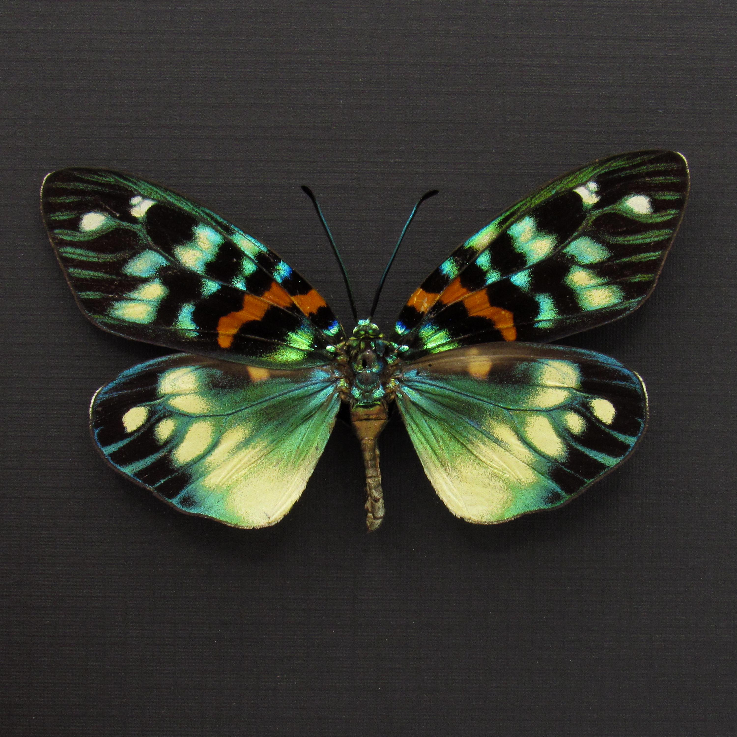 Real Metallic Day Flying Moth Framed Taxidermy - Erasmia Pulchera ...