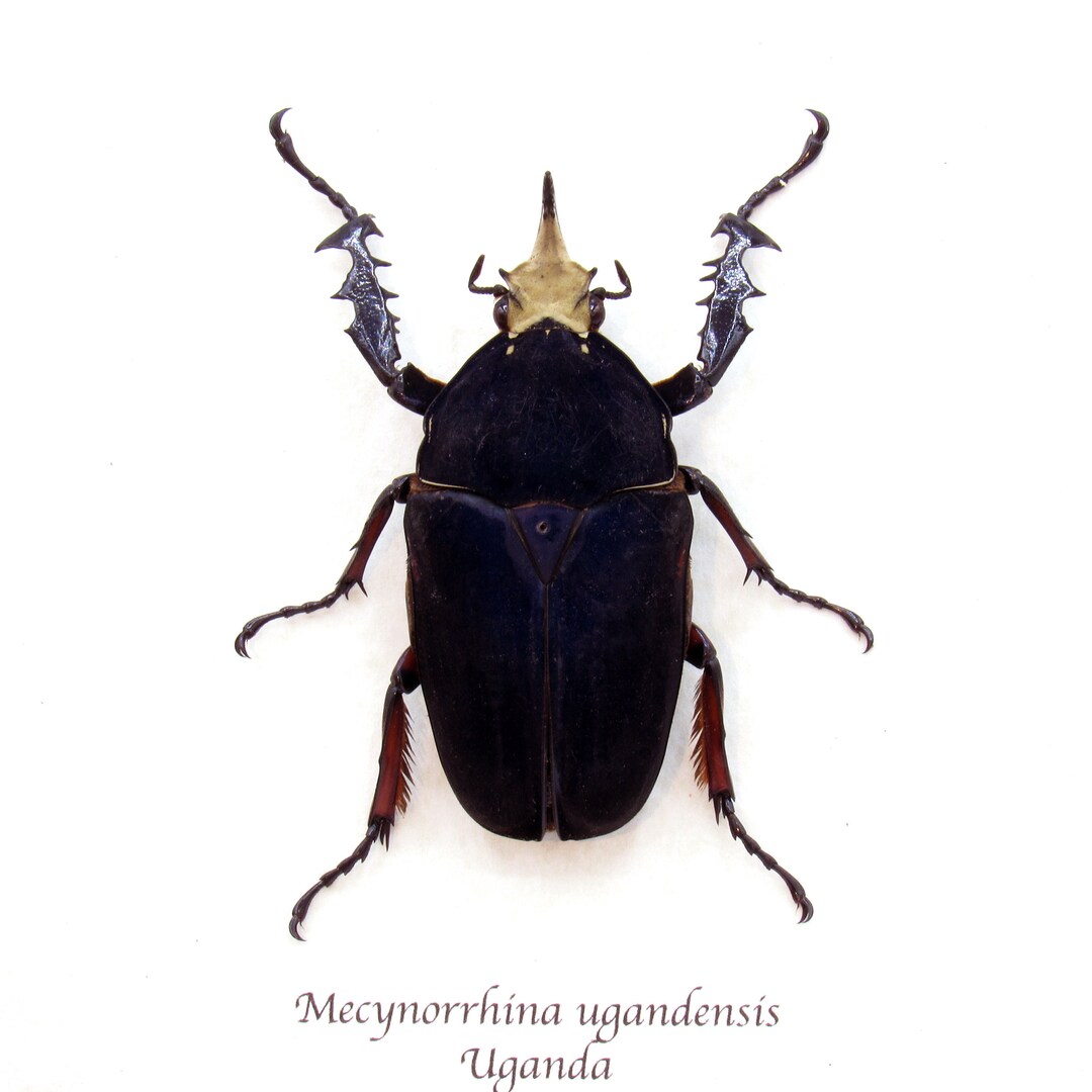 Very Large Real Black Scarab Beetle Framed Taxidermy - Mecynorrhina ...