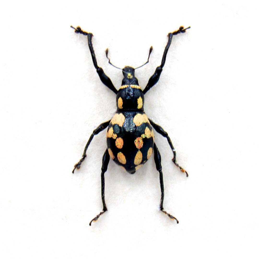 Real Peach Weevil Beetle Framed Specimen - Metapocyrtus Species - Etsy