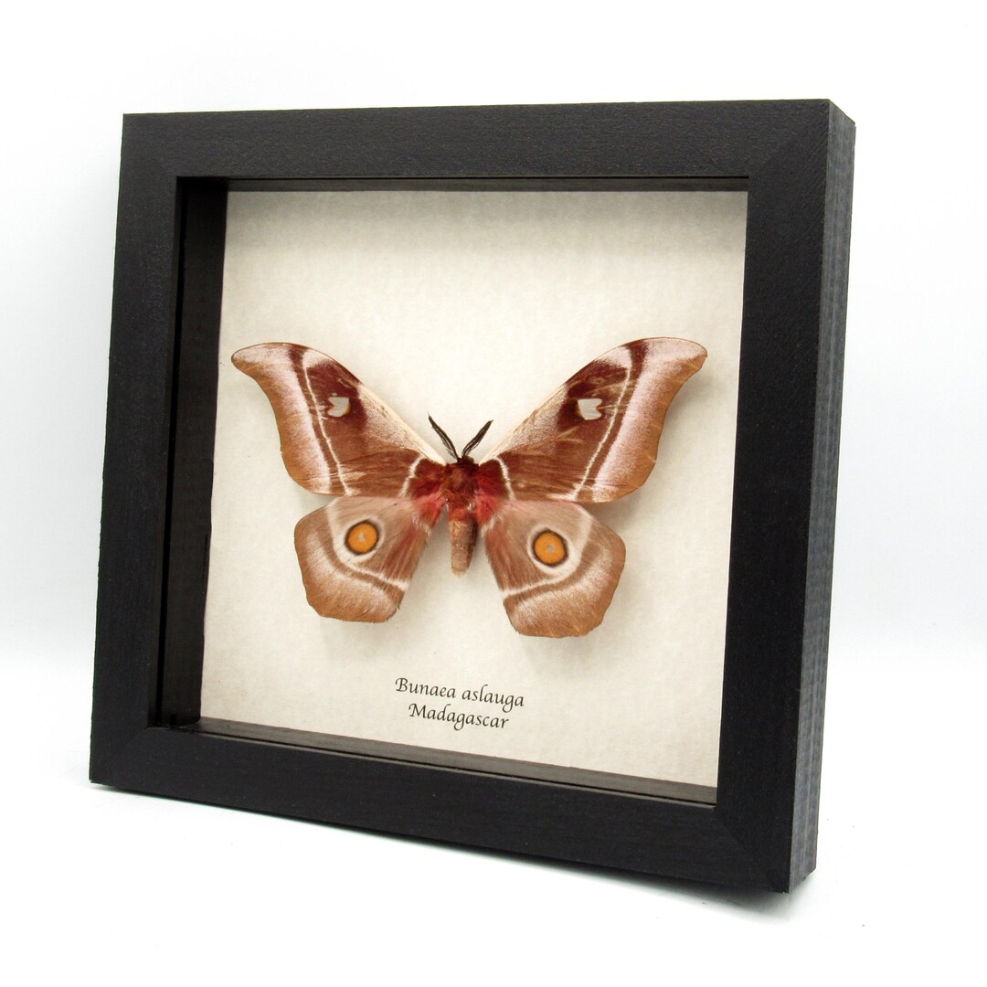 Real Pink Madagascar Emperor Moth Framed Taxidermy - Bunaea Aslauga - Etsy
