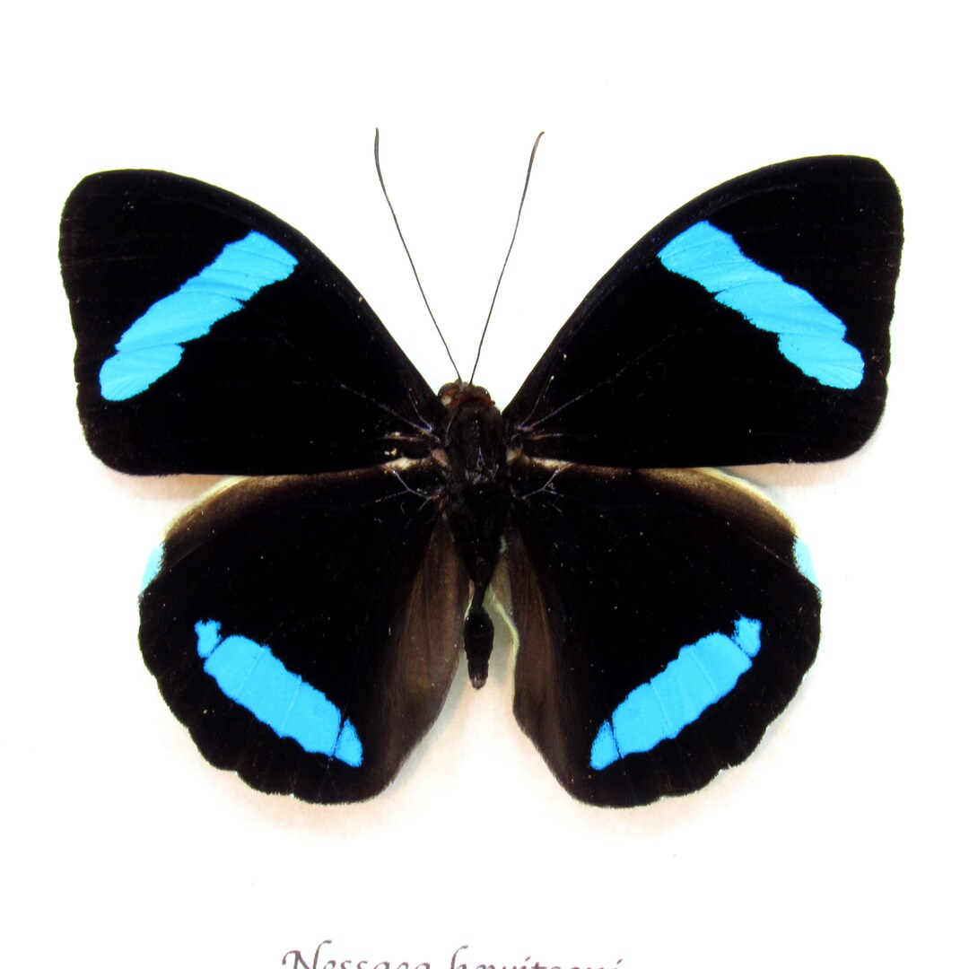 Rare Electric Blue Olivewing Butterfly Framed Taxidermy Nessaea ...