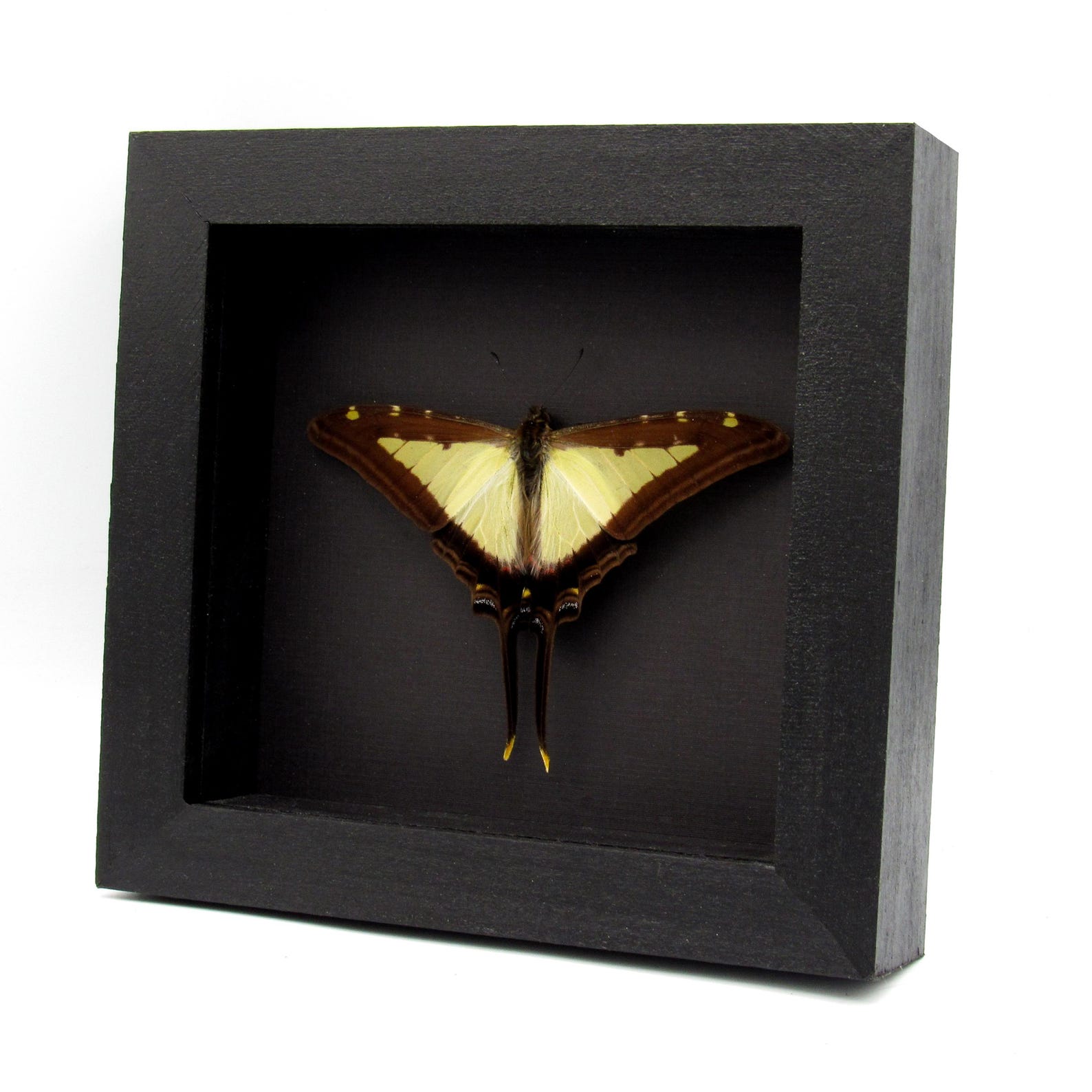 Real Kite Butterfly Framed Taxidermy - Protographium Leucaspis ...