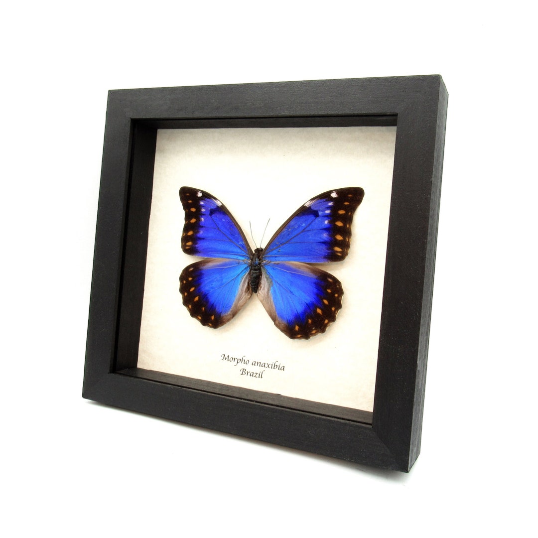 Very Rare Metallic Blue/violet Morpho Butterfly Framed Taxidermy ...