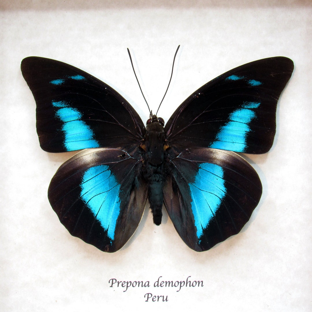 Real Framed Taxidermy Butterfly Prepona Demophon - Etsy