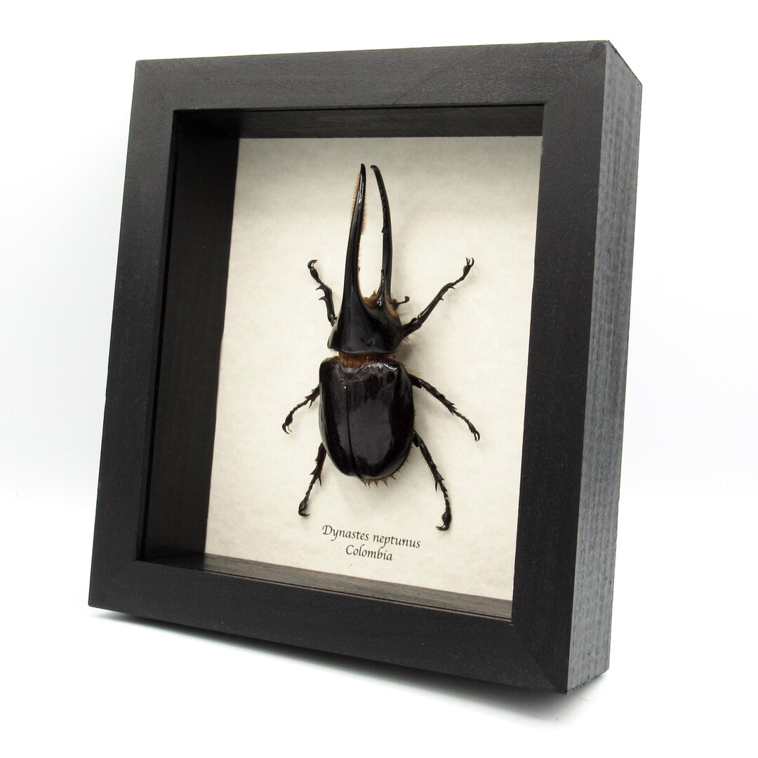 Real Giant Neptune Beetle Framed Taxidermy - Dynastes Neptunus - Etsy