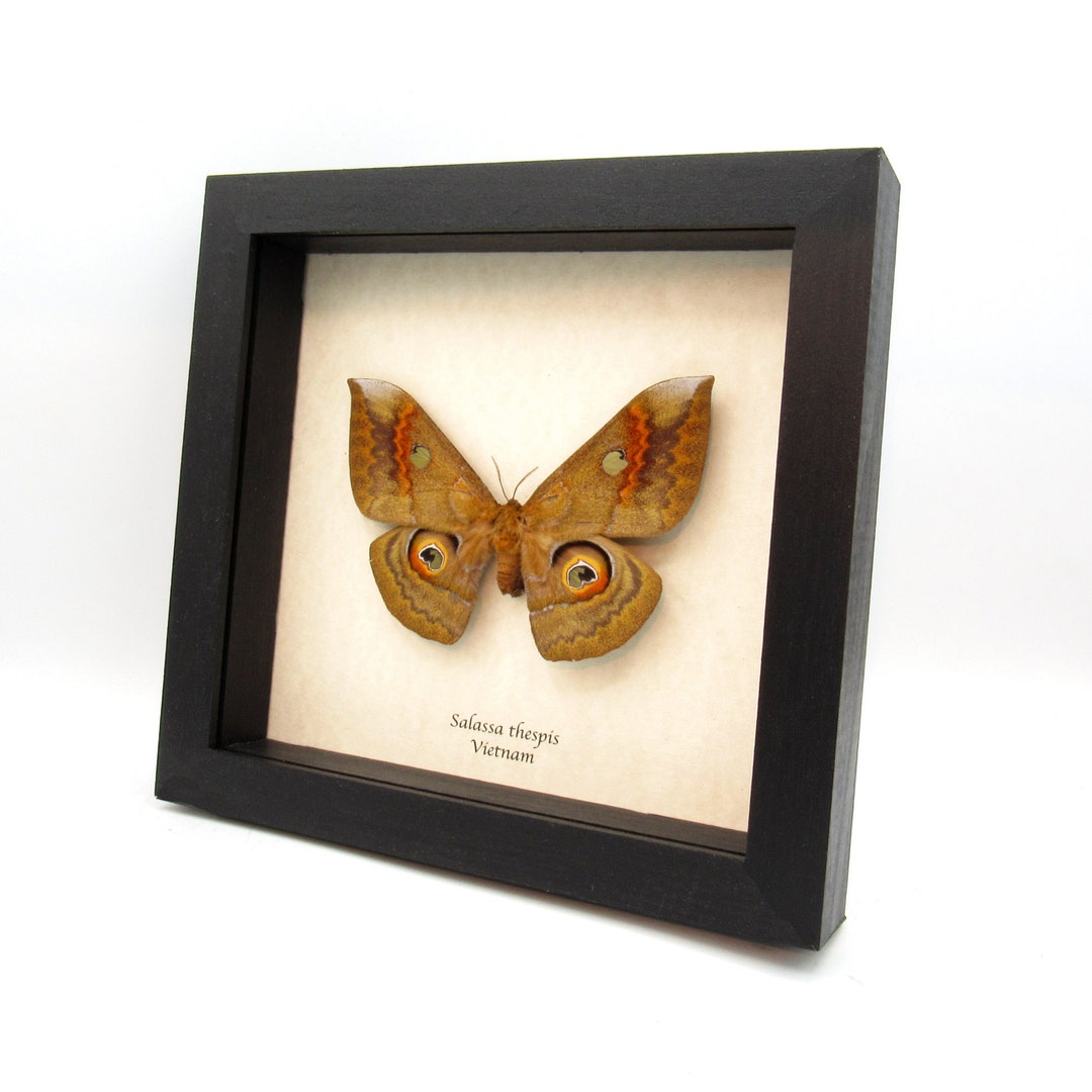 Rare Giant Saturn Moth Framed Taxidermy Salassa Thespis Large Female - Etsy