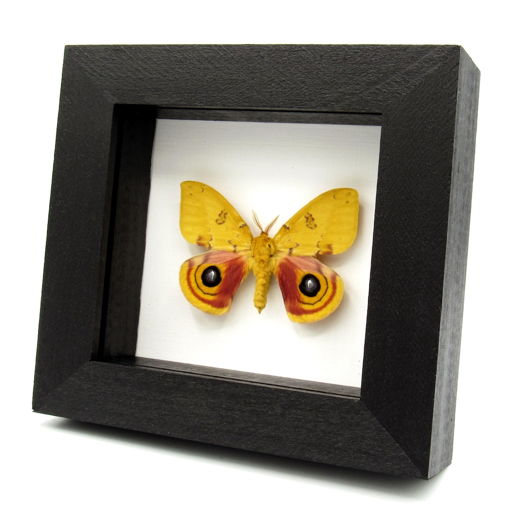 Real Yellow Io Moth Framed Taxidermy - Automeris Io - Etsy