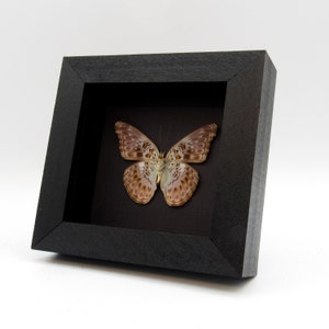 Real Lavender Butterfly Framed Taxidermy - Moduza Lycone Kojimai - Etsy