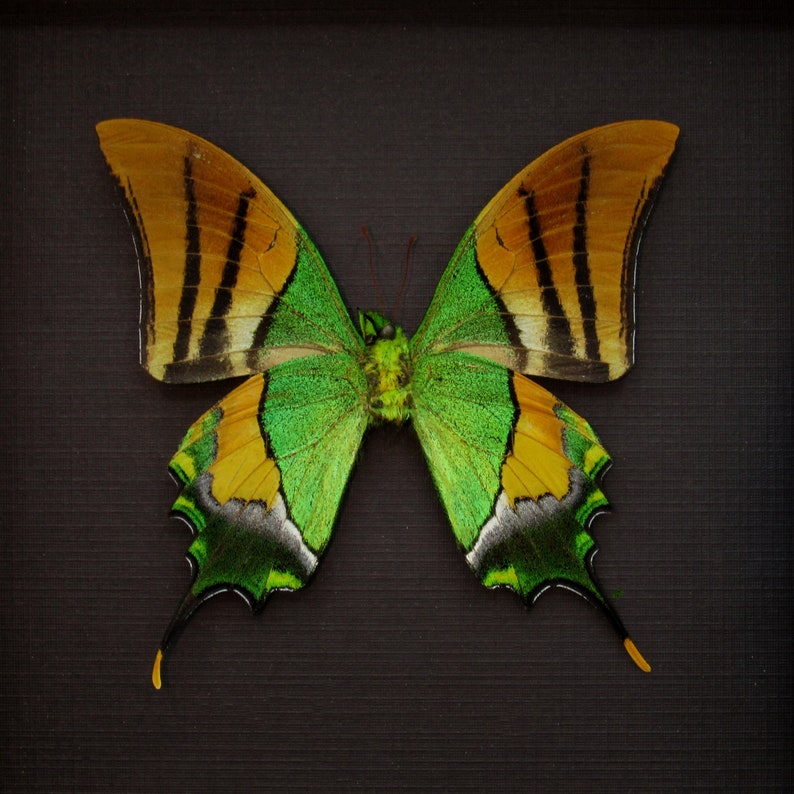 Real Rare Kaiser-i-hind Swallowtail Butterfly Framed Taxidermy - Etsy