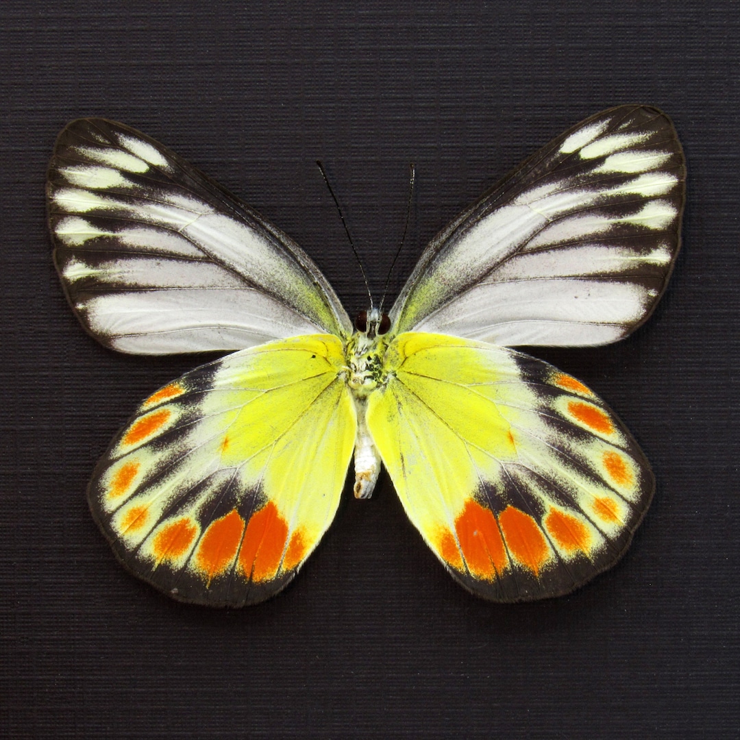 Real Delias Butterfly Framed Taxidermy Delias Periboea Alorensis - Etsy