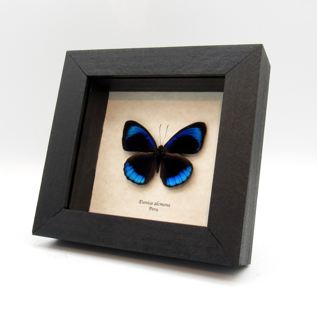 Real Metallic Blue Butterfly Framed Taxidermy - Eunica Acmena - Etsy