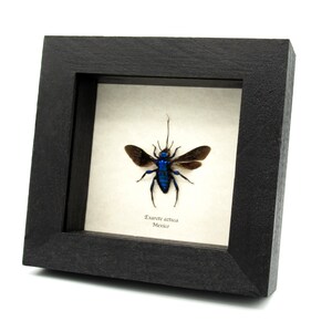 Rare XL Blue Aztec Cuckoo-orchid Bee Framed Specimen Exarete Azteca - Etsy