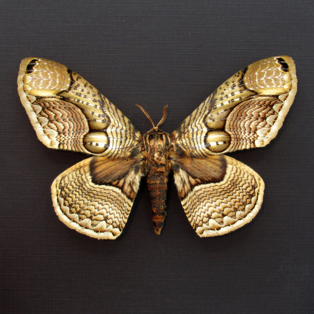 Large Brahmin Moth Framed Taxidermy Brahmaea Wallichii - Etsy