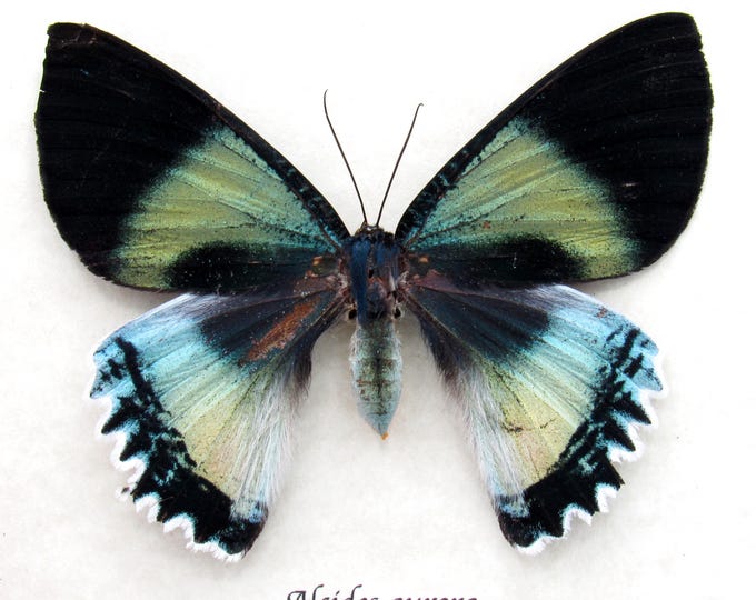 Very Rare Uraniid Moth Framed Specimen - Alcides Aurora - Female ...