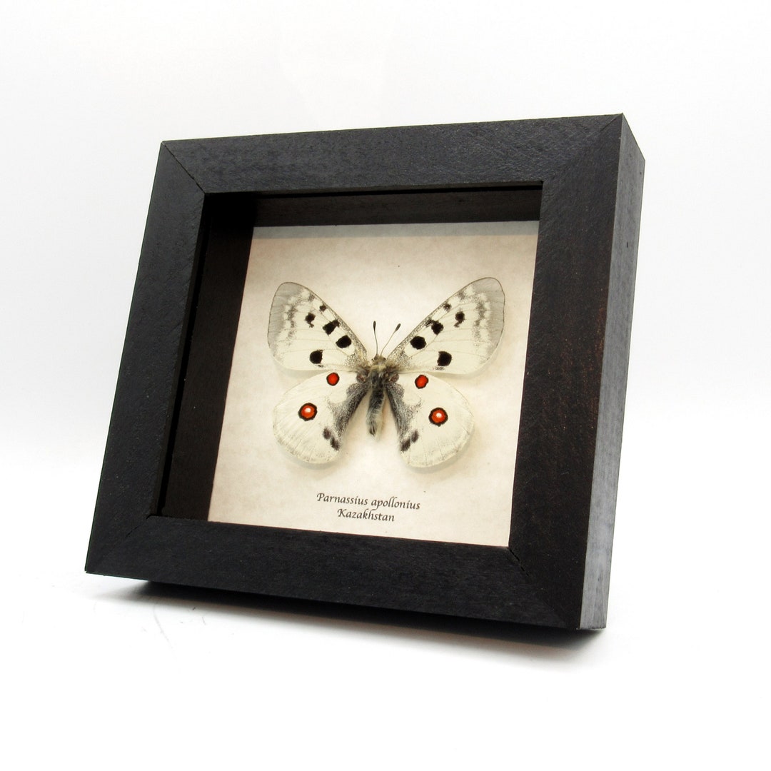 Real White Snow Apollo Butterfly Framed Taxidermy Parnassius - Etsy