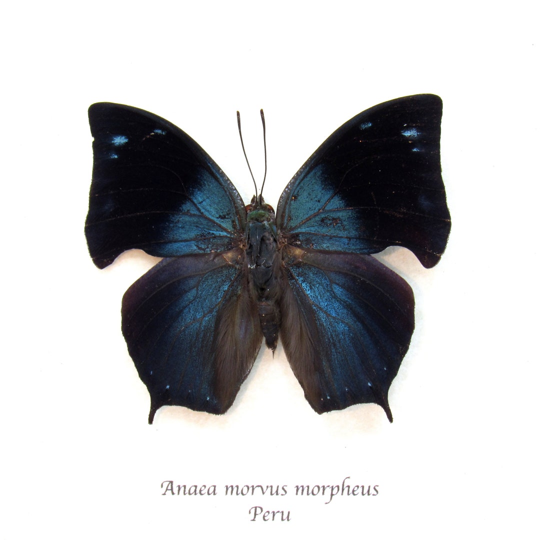 Real Blue Butterfly Framed Taxidermy - Anaea Morvus Morpheus - Etsy