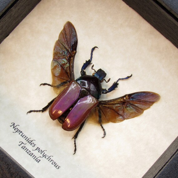 Real purple Scarab beetle framed Neptunides polychrous | Etsy