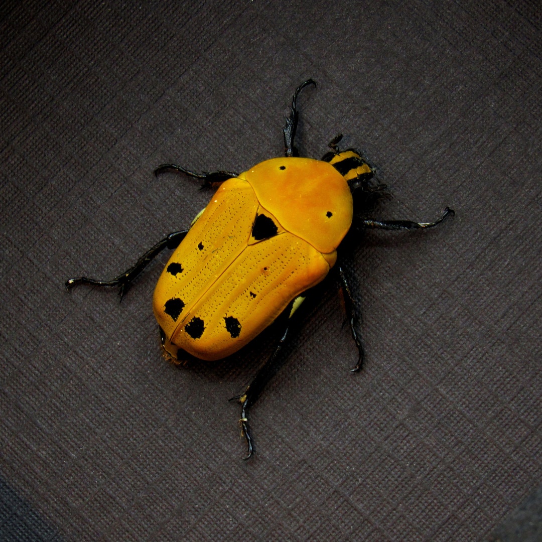 Real Yellow African Scarab Beetle Framed Taxidermy - Euchroea ...
