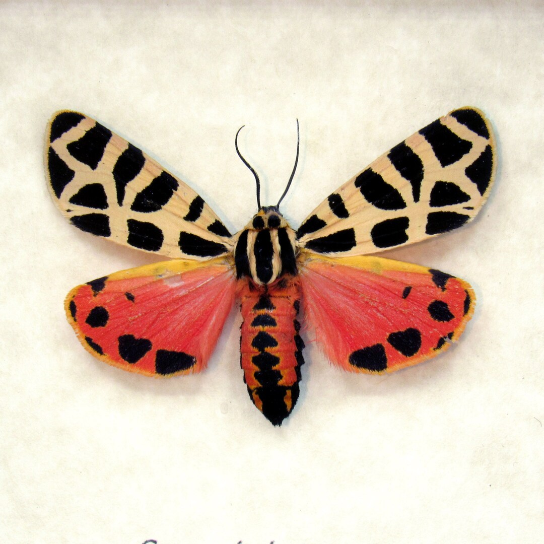 Rare Tiger Moth Framed Taxidermy Grammia Incorrupta Red - Etsy