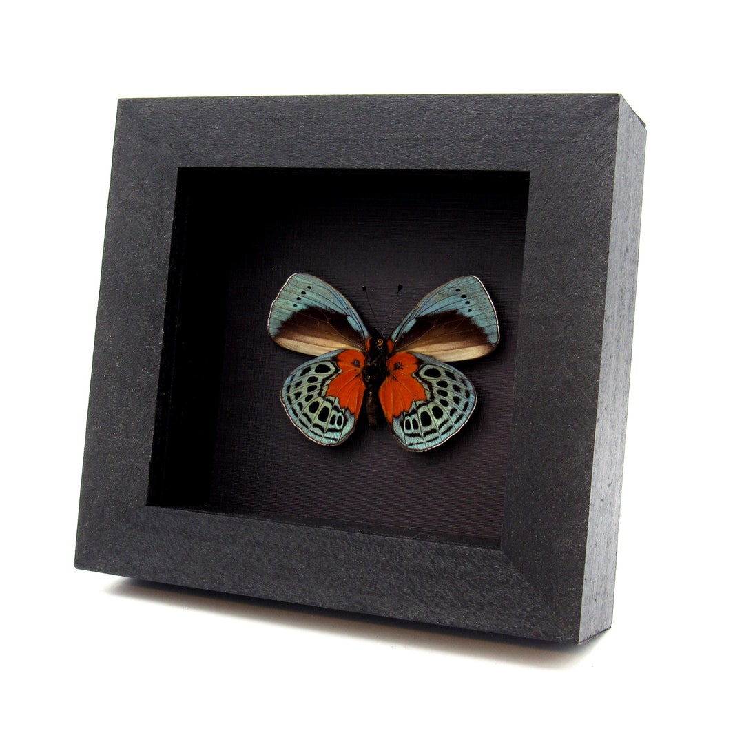 Real Blood Red Butterfly Framed Taxidermy - Asterope Optima - Etsy