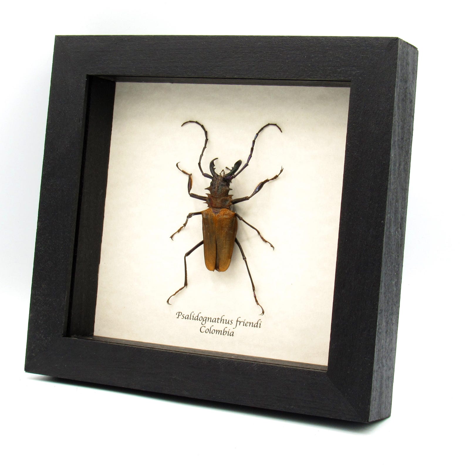 Rare Metallic Orange Longhorn Beetle Framed Taxidermy - Psalidognathus ...