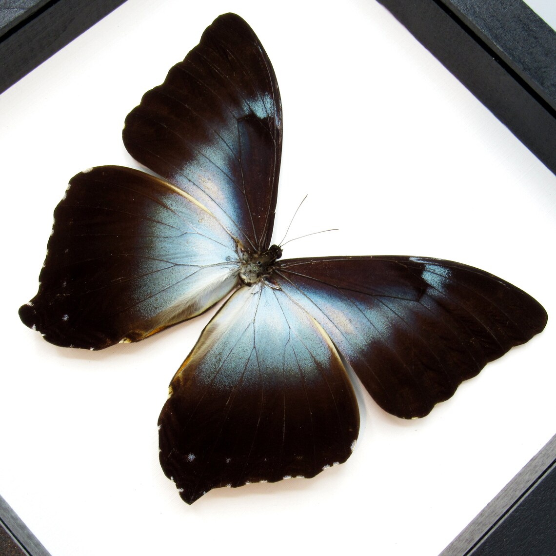 Real XL Framed Blue Morpho Butterfly Taxidermy Morpho - Etsy