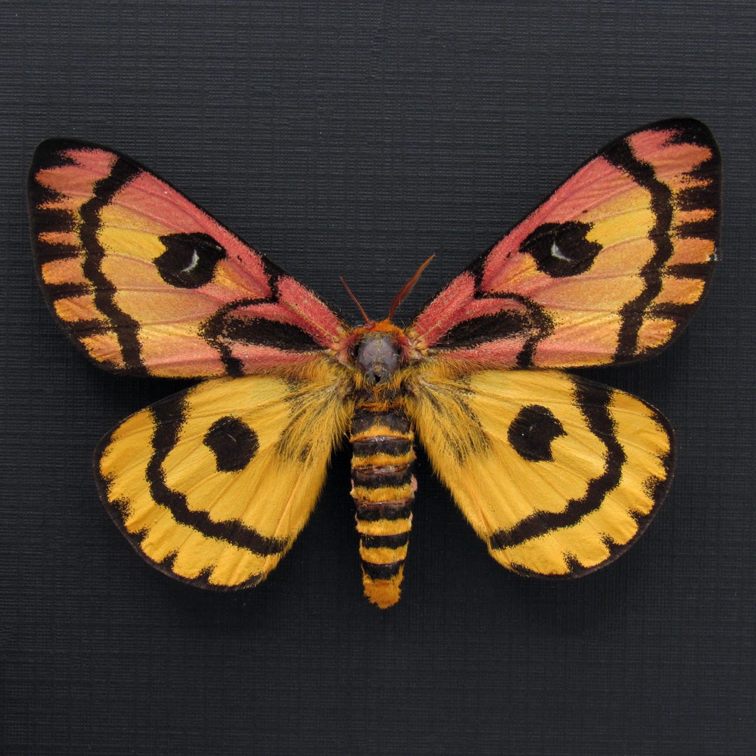 Real Rare Pink Western Sheep Moth Framed Taxidermy - Hemileuca ...