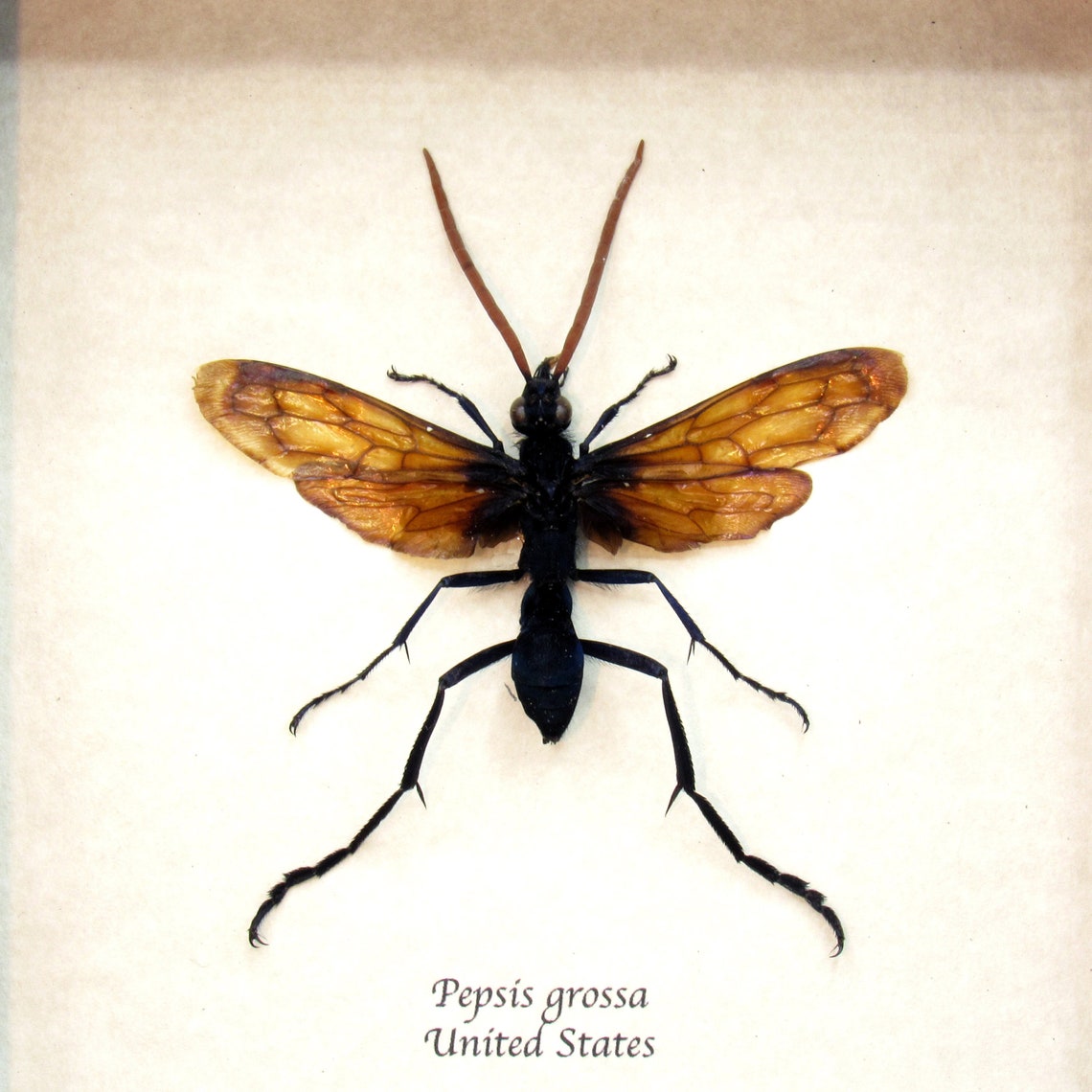Real Large Tarantula Hawk Wasp Framed Taxidermy Pepsis - Etsy