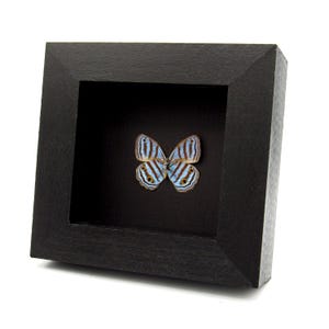 Rare Metallic Blue Framed Taxidermy Butterfly - Euptychia Cephus ...