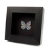 Rare Metallic Blue Framed Taxidermy Butterfly - Euptychia Cephus ...
