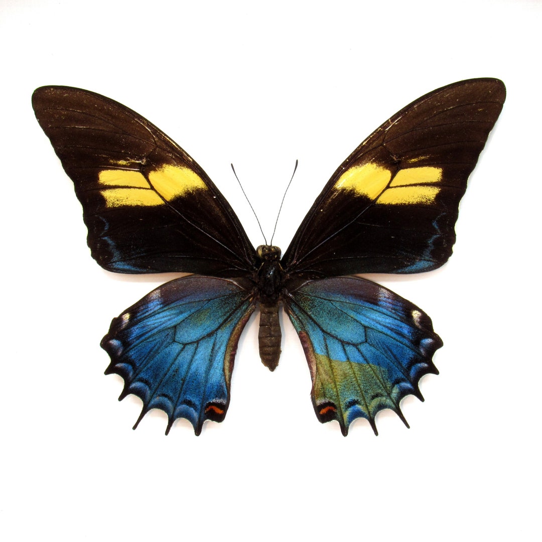 Rare Giant Queen Swallowtail Butterfly Framed Taxidermy Papilio ...