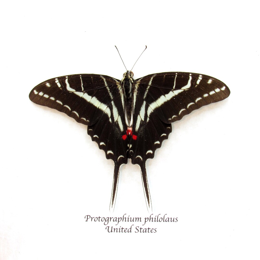 Real Dark Zebra Swallowtail Butterfly Framed Taxidermy - Protographium Philolaus - Etsy